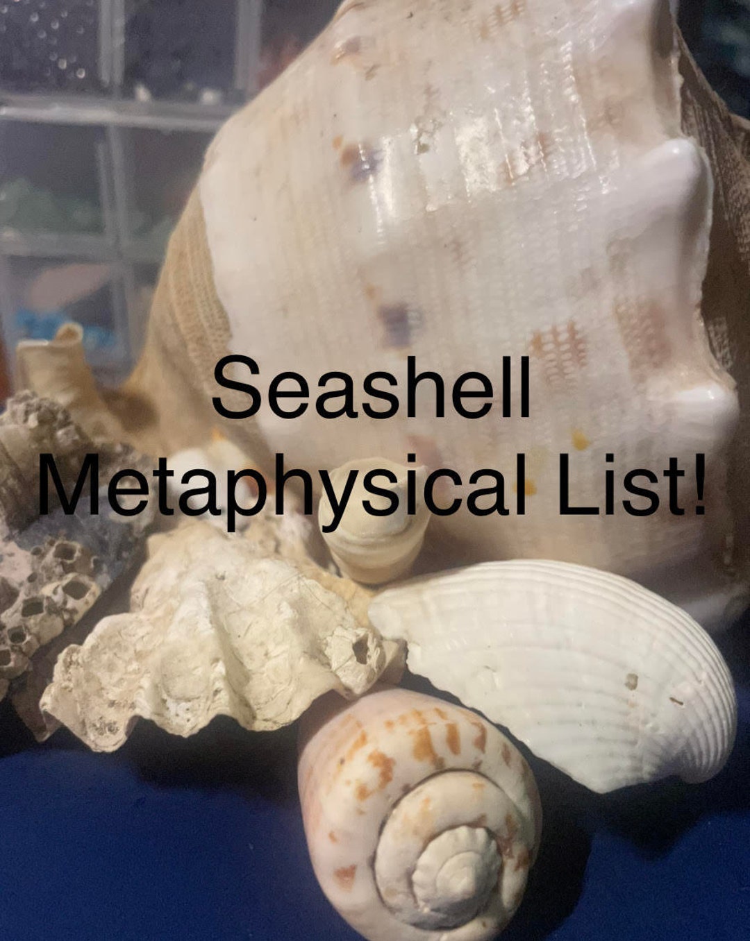 Seashell Metaphysical Propeties PDF List - Etsy