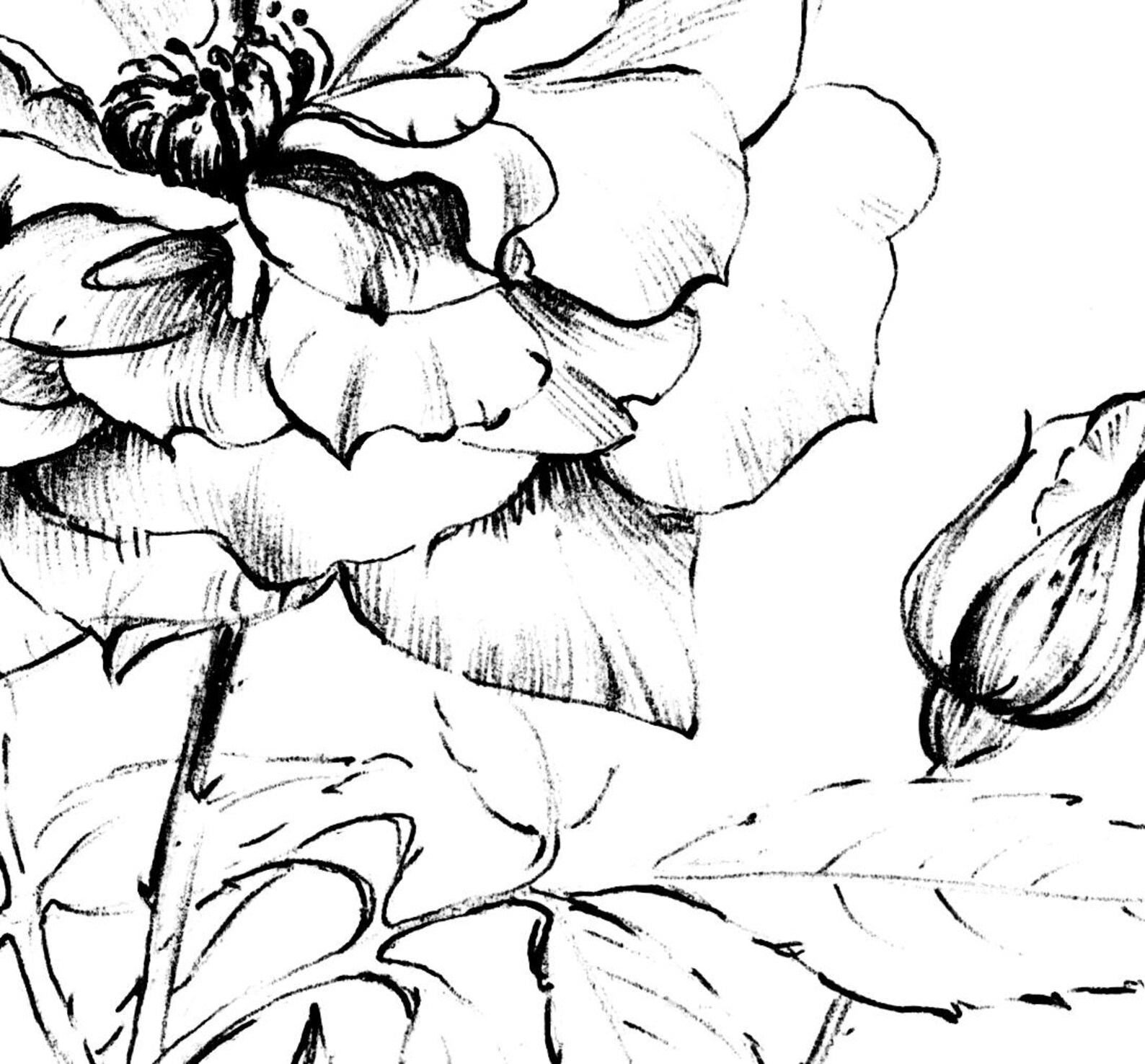 Rose Art Sketch June birth flower coloring page clipart | Etsy