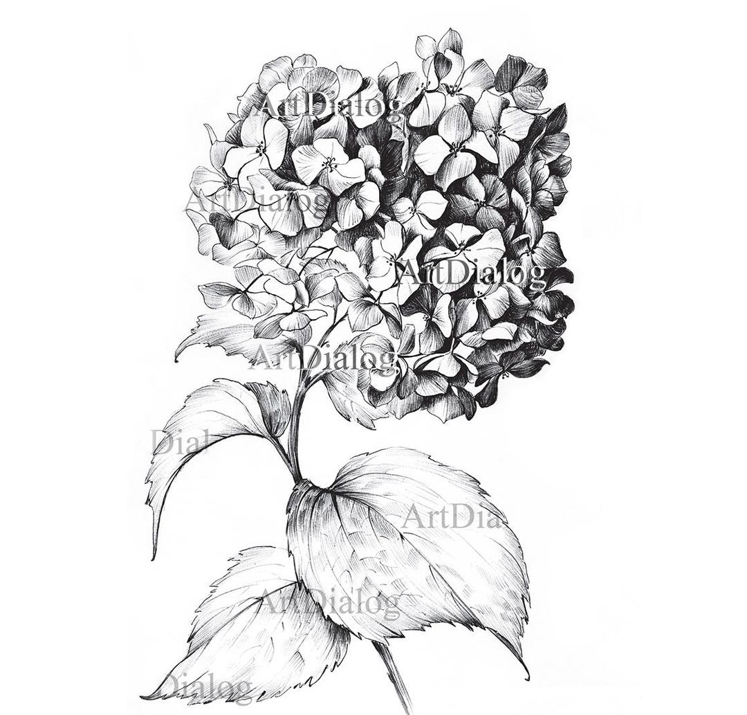 Hydrangea Sketch, Large Print, JPEG, Clipart, Flower Line Drawing ...
