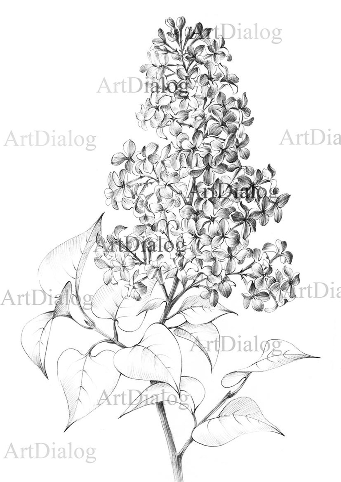 Lilac Flower Sketch, Botanical Line Art Print, Digital File, JPEG ...