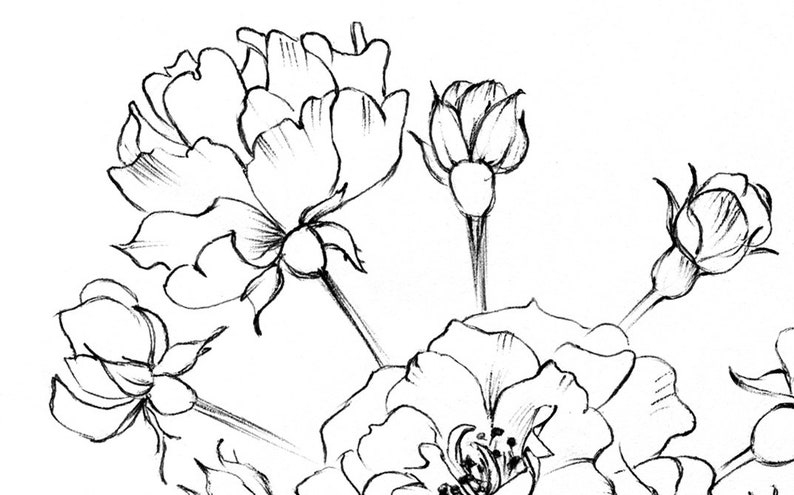 Set of 4 Roses Prints, June Birth Flower, Coloring Page, Botanical Art ...