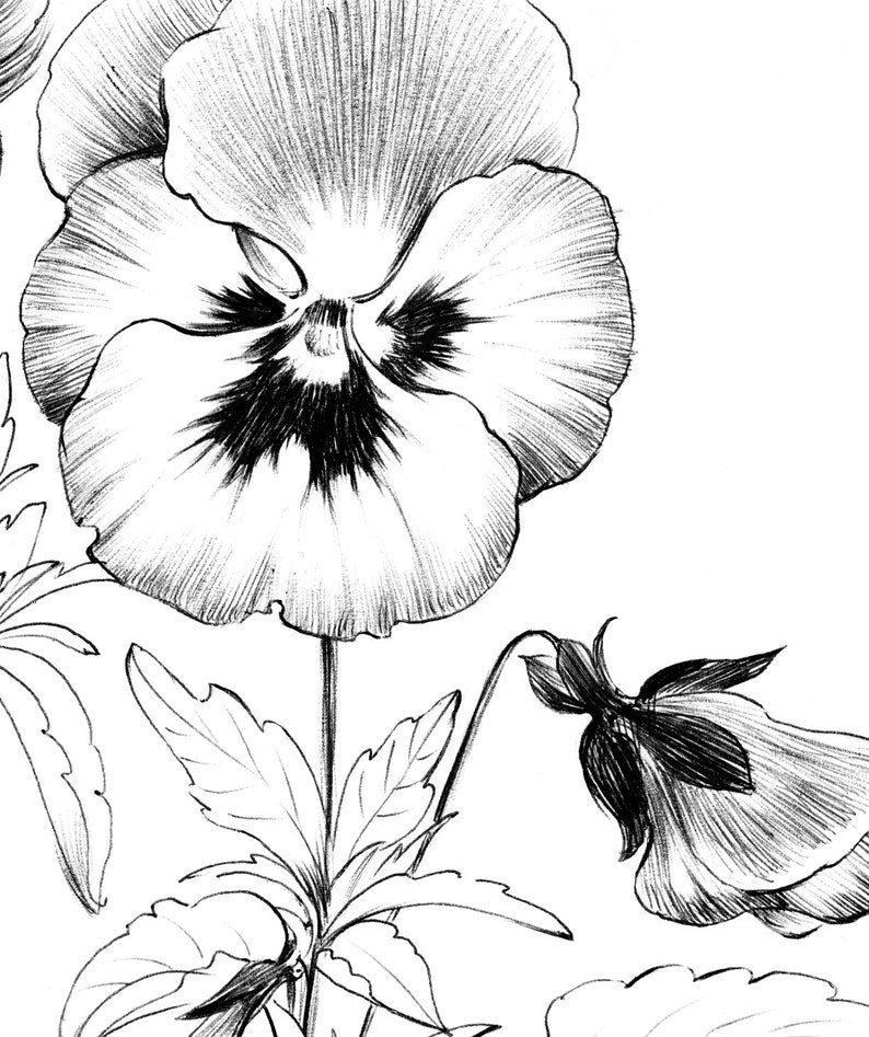 Pansy Flower Sketch Botanical Print Digital File JPEG - Etsy