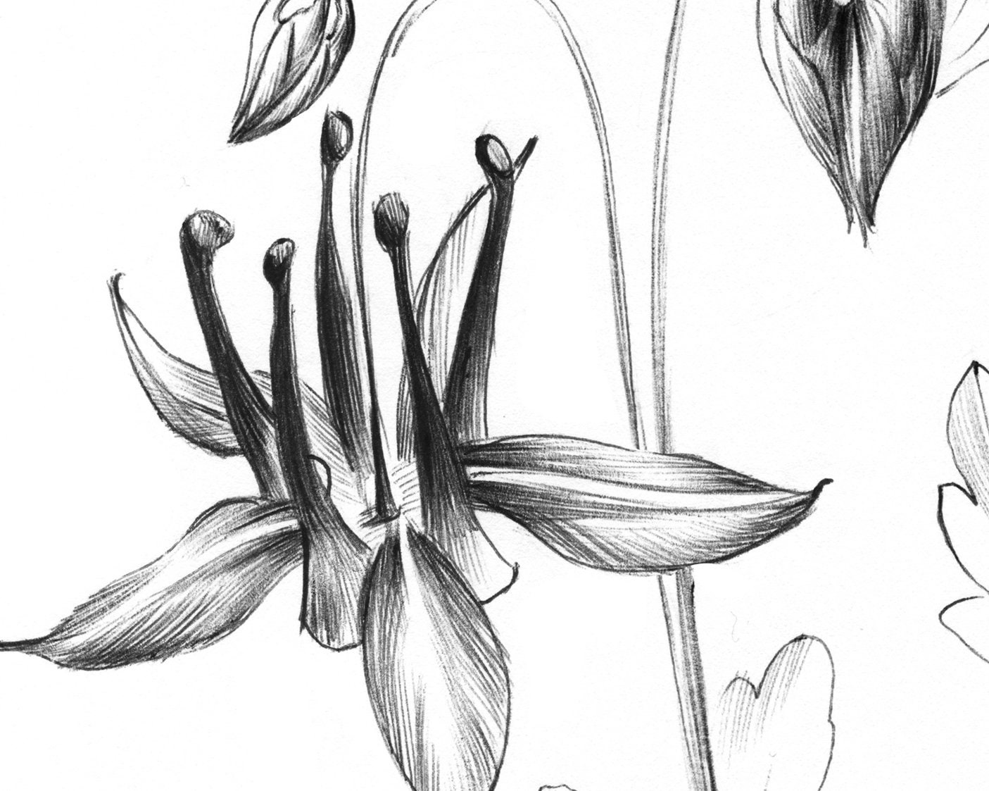 Red Columbine. Wildflower Sketch Line Drawing Oregon Plant - Etsy