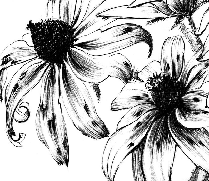 Black-eyed Susan, Sketch, Rudbeckia, Bouquet, Maryland Flower, Still ...