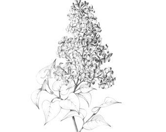 Lilac Flower Drawing