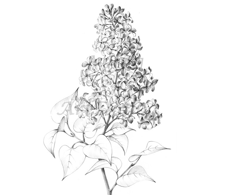Lilac Flower Sketch Botanical Print Digital File JPEG - Etsy