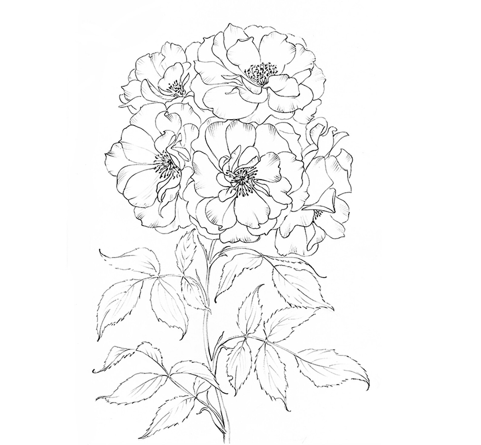 Set of 4 Roses Prints, June Birth Flower, Coloring Page, Botanical Art ...