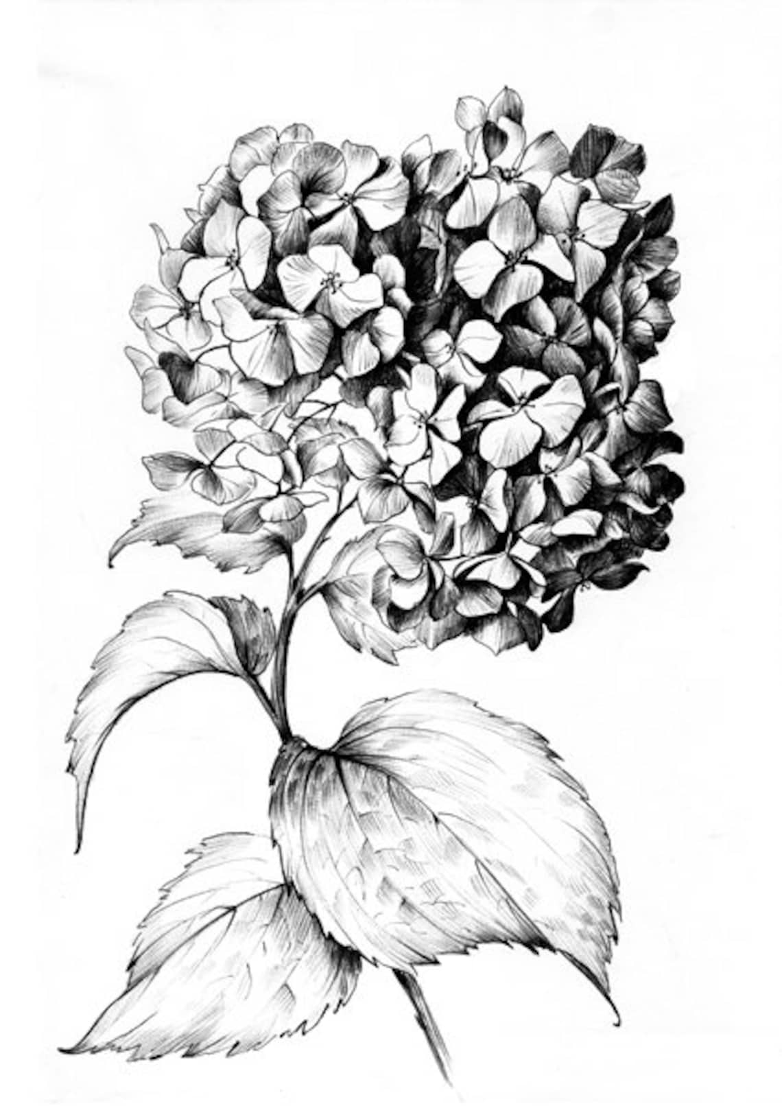 Hydrangea Sketch Large Print JPEG Clipart Flower Line - Etsy