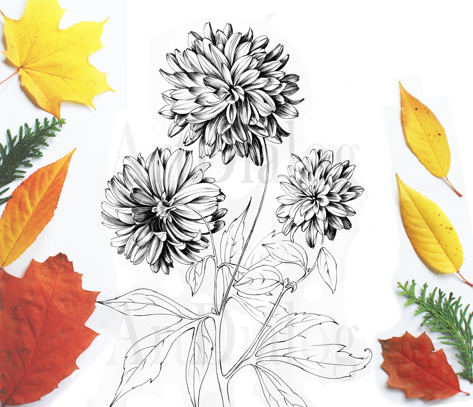 Chrysanthemum Sketch November Birth Flower Golden-daisy - Etsy