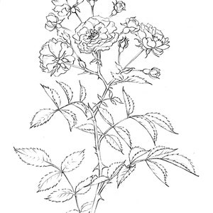 Set of 4 Roses Prints, June Birth Flower, Coloring Page, Botanical Art ...