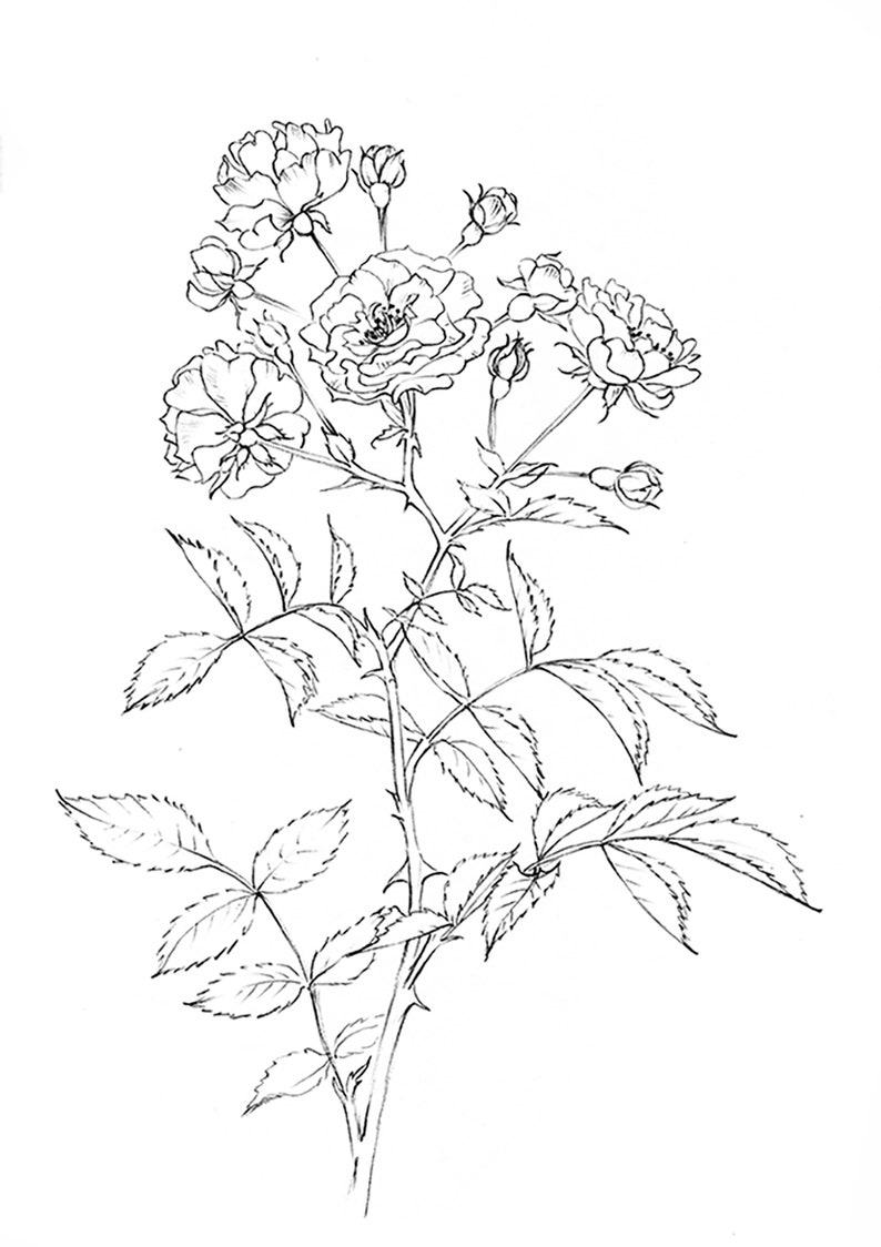 Set of 4 Roses Prints, June Birth Flower, Coloring Page, Botanical Art ...