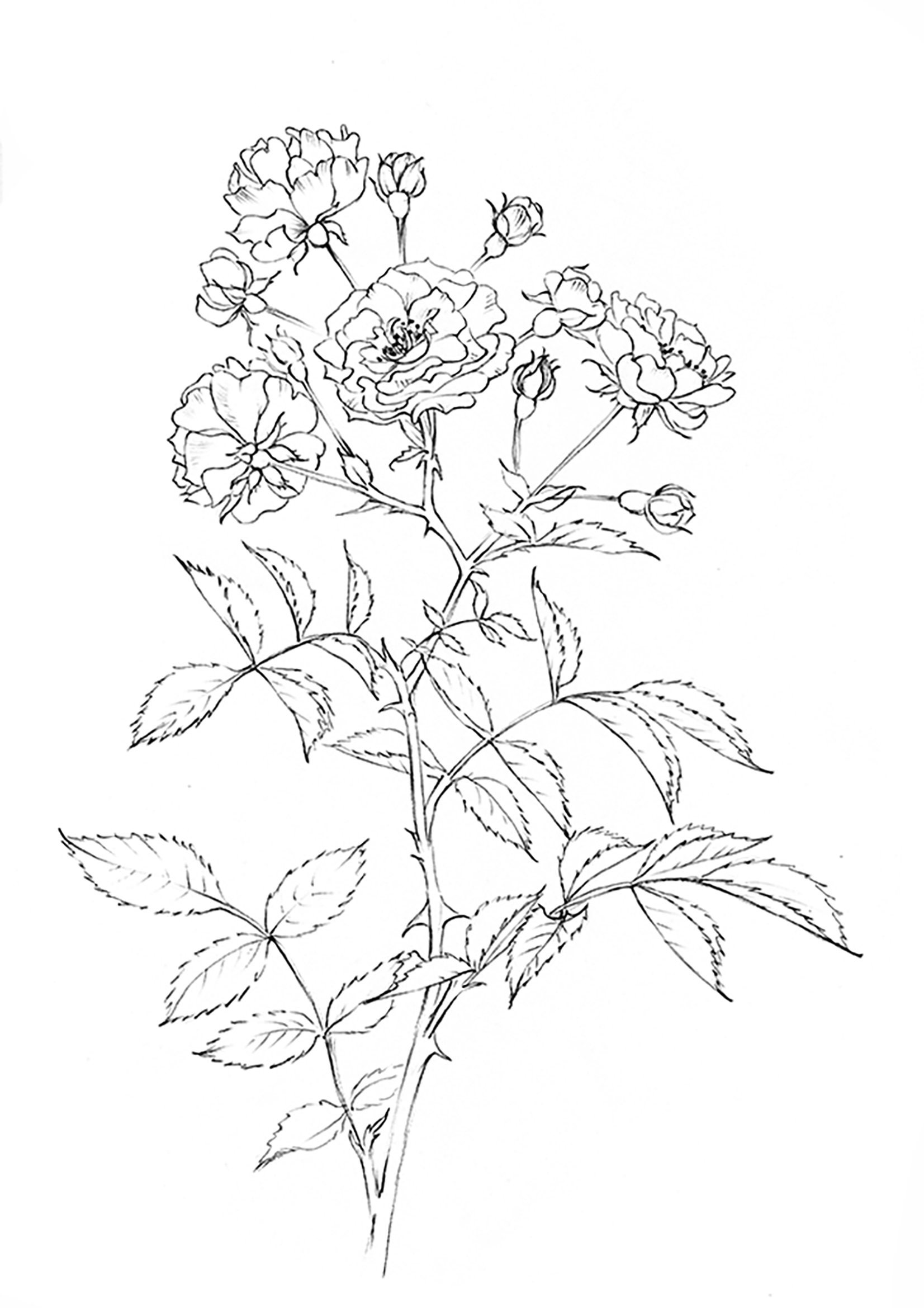 Set of 4 Roses Prints, June Birth Flower, Coloring Page, Botanical Art ...