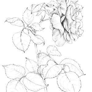 Rose Sketch, Botanical Print, June Birth Flower, JPEG, Black White Grey ...