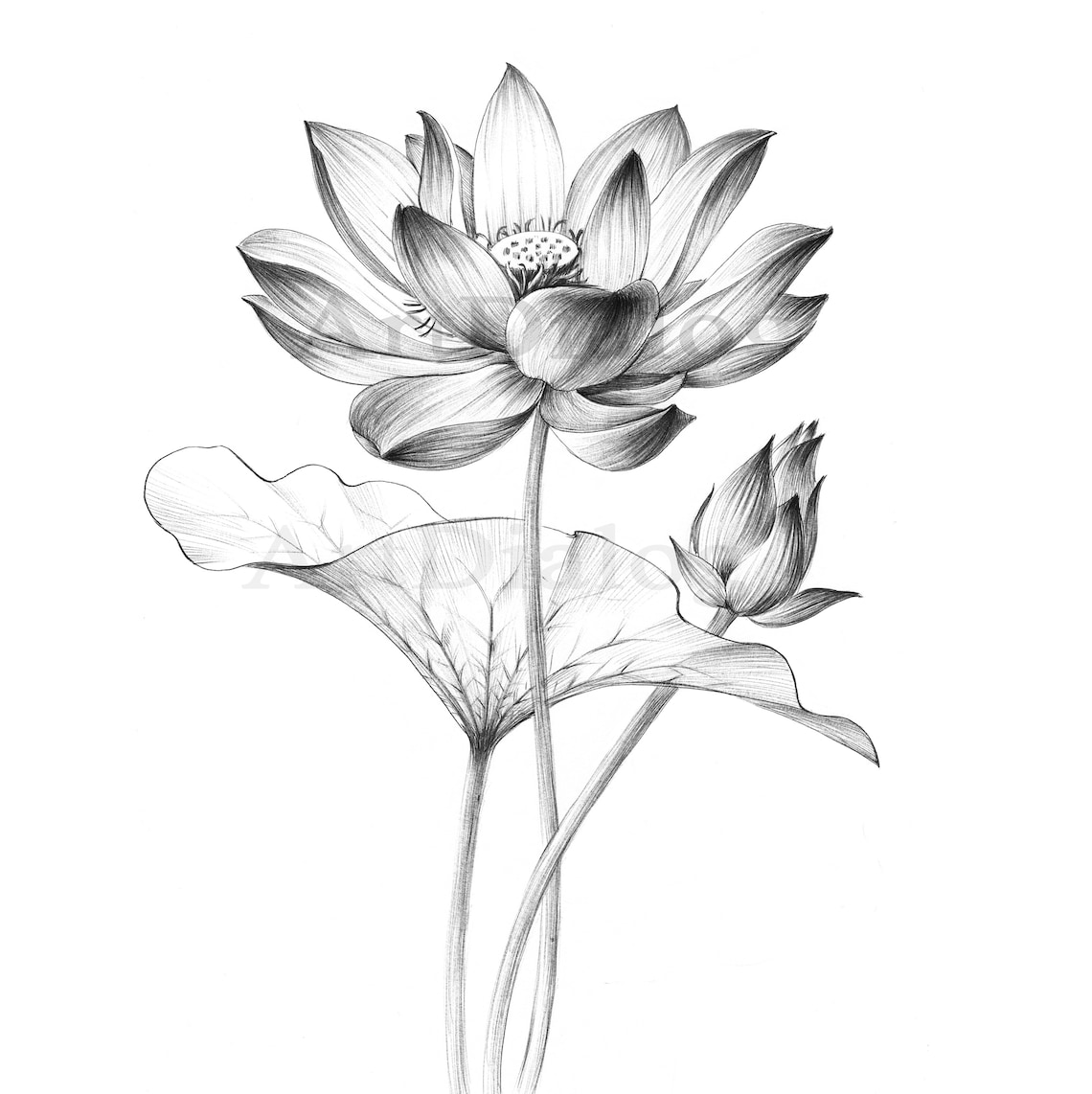 Lotus Sketch Botanical Print Digital File JPEG Hygge Art - Etsy