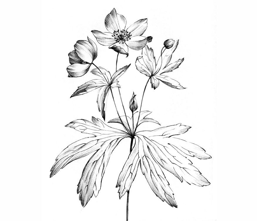 How To Draw An Anemone