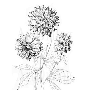 Chrysanthemum, Sketch, November Birth Flower, Golden-daisy, Clipart ...