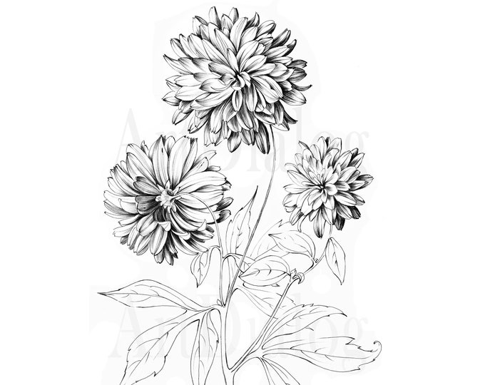 DIGITAL DOWNLOAD November Birth Flower Chrysanthemum Flower - Etsy