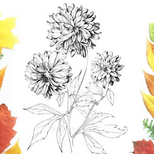 Chrysanthemum, Sketch, November Birth Flower, Golden-daisy, Clipart ...