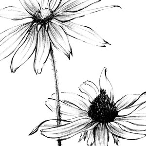 Black-eyed Susan, Sketch, Rudbeckia, Clipart, Maryland Flower, Art ...