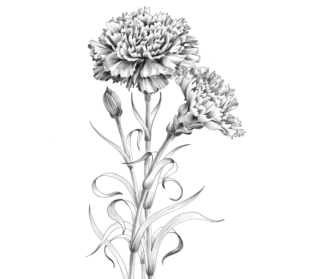 Carnation Sketch, Botanical Print, January Birth Flower, JPEG, Hygge ...