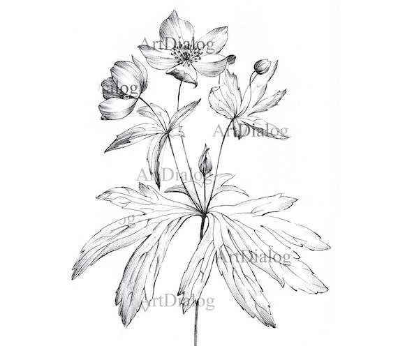 Coloriage Anémone Summer Sea' Colouring Page With Little Sea