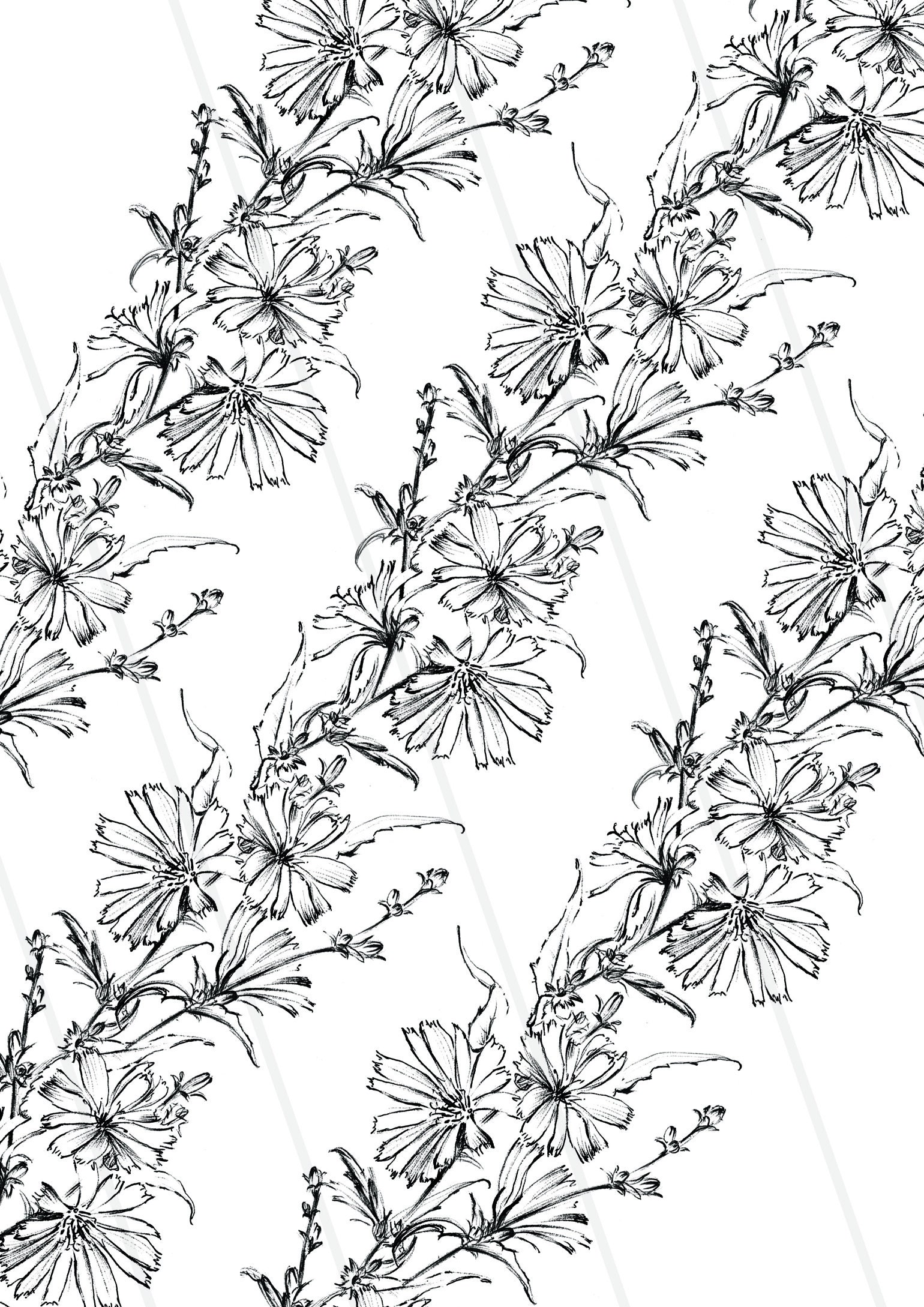 Chicory Sketch Blue Sailors Printable Coloring Page Wild - Etsy