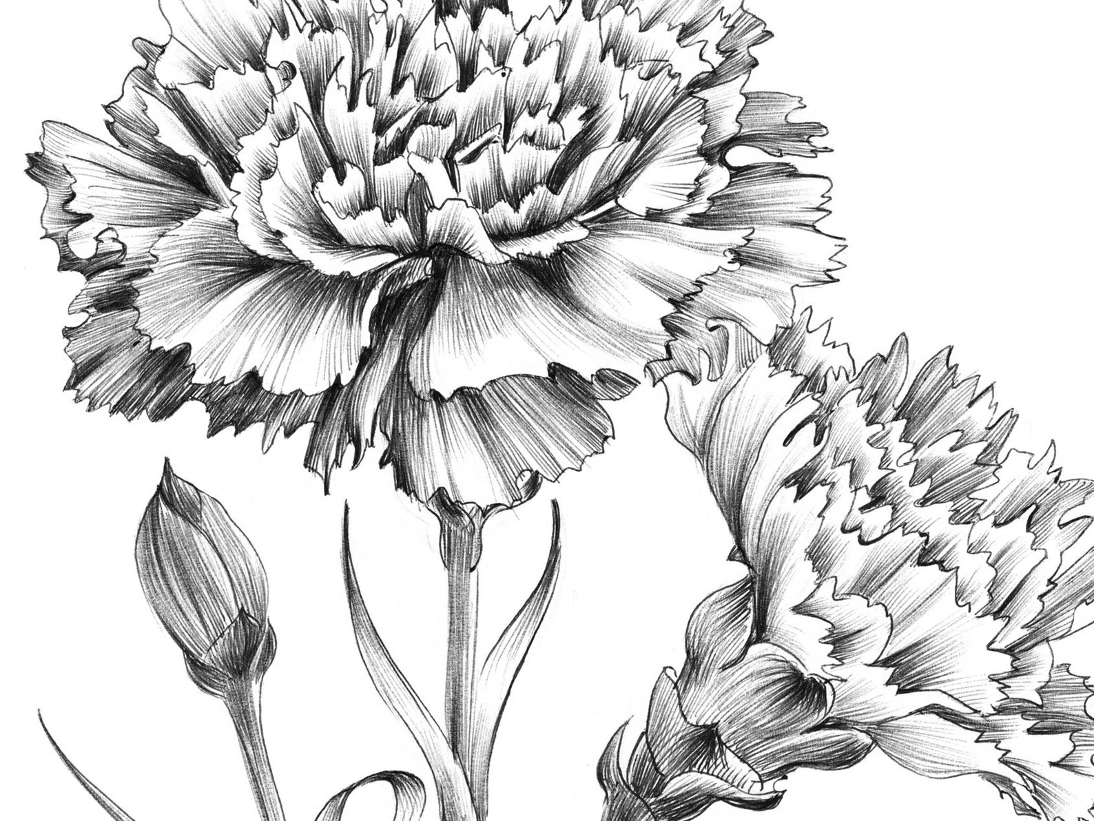 Carnation Sketch Botanical Print January Birth Flower JPEG | Etsy