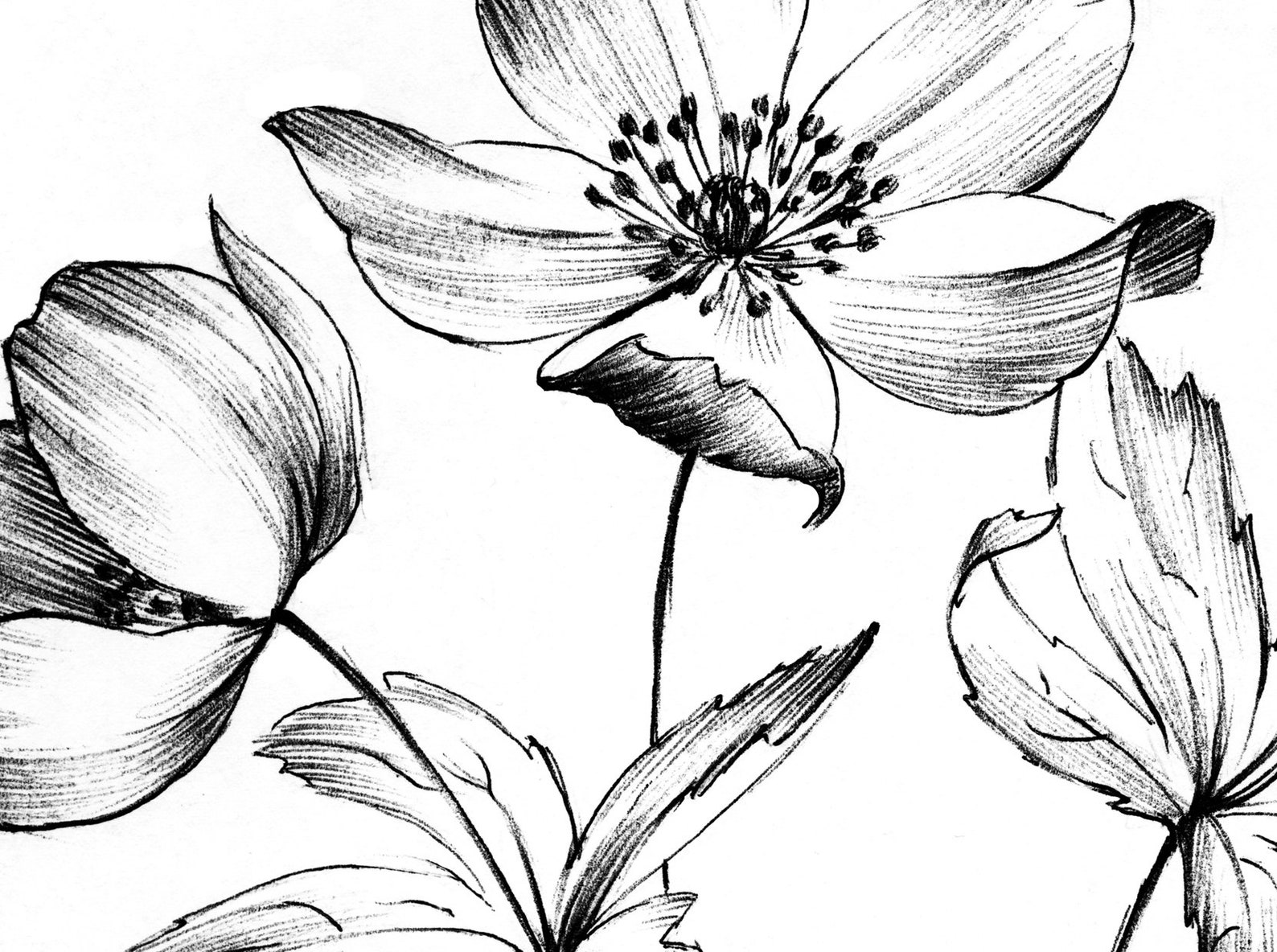 Anemone Sketch Botanical Art Print Printable Coloring Page - Etsy