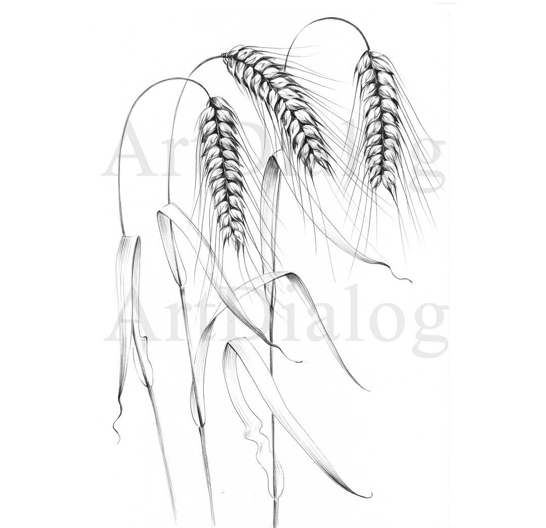 Rye Print, Spikelet Sketch, Botanical Art Print, Hygge, Digital Stamp ...