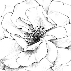 Set of 4 Roses Prints, June Birth Flower, Coloring Page, Botanical Art ...