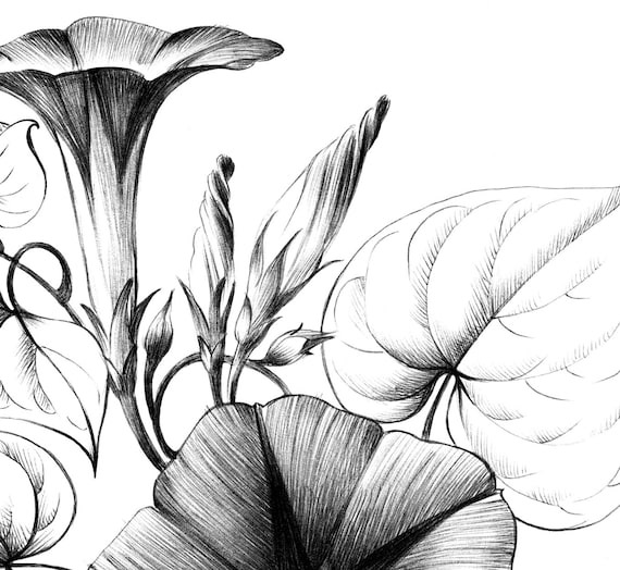 Morning Glory Drawing