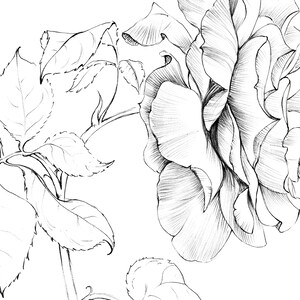 Rose Sketch, Botanical Print, June Birth Flower, JPEG, Black White Grey ...