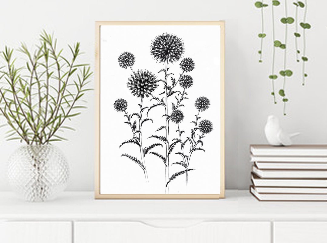 Echinops, Botanical Sketch, Clipart, Art Prints, Line Drawing, Plant ...