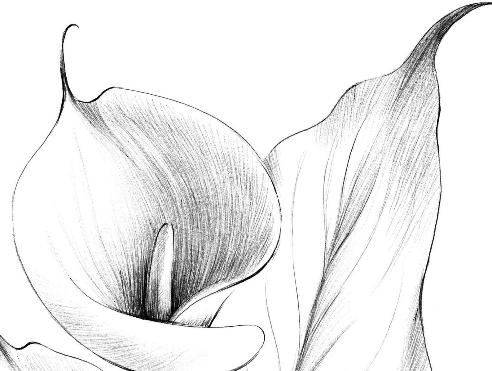 Calla Lily Sketch, Botanical Print, Digital File, JPEG, Hygge Print, A1 ...