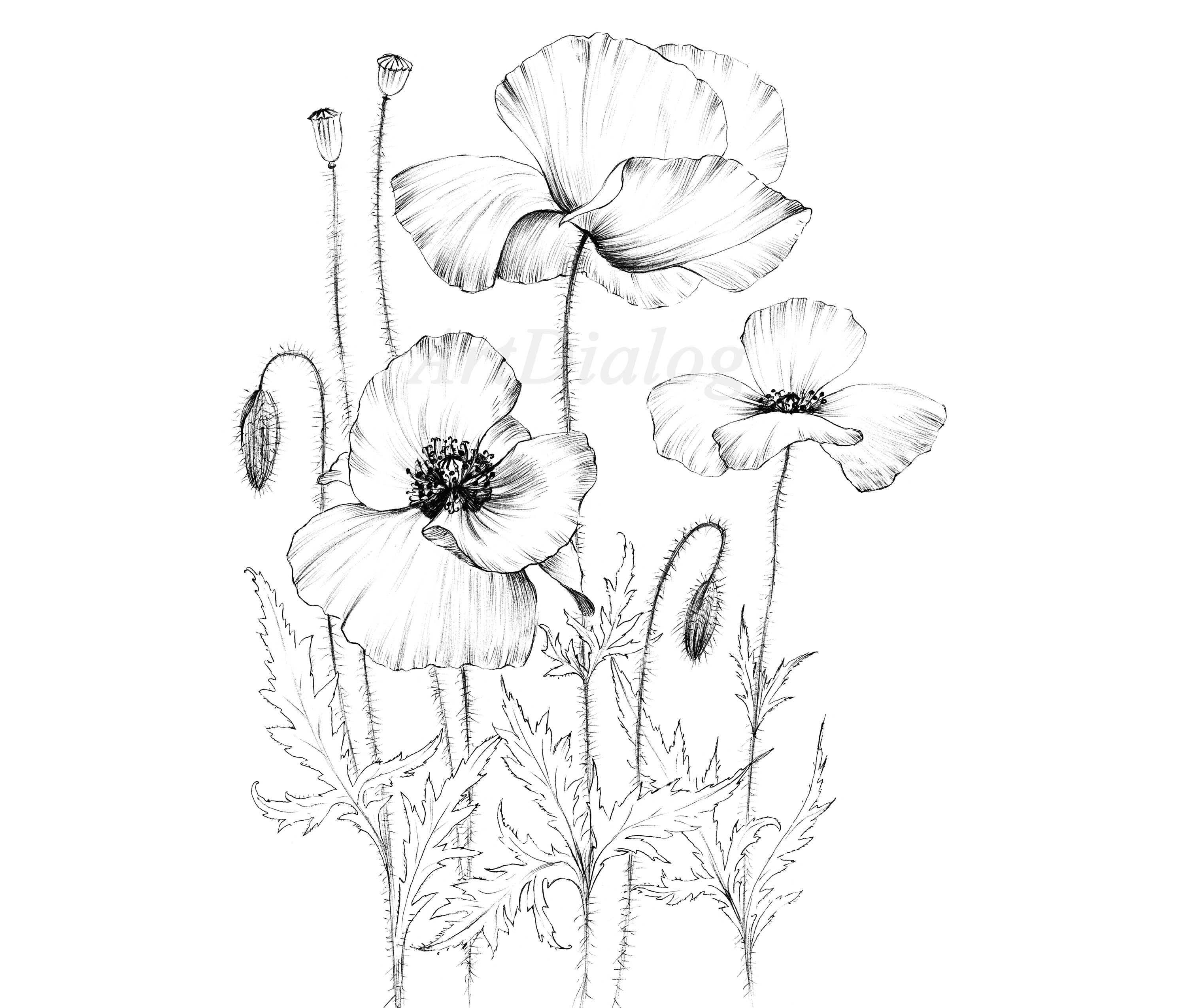 Poppy Outline Template
