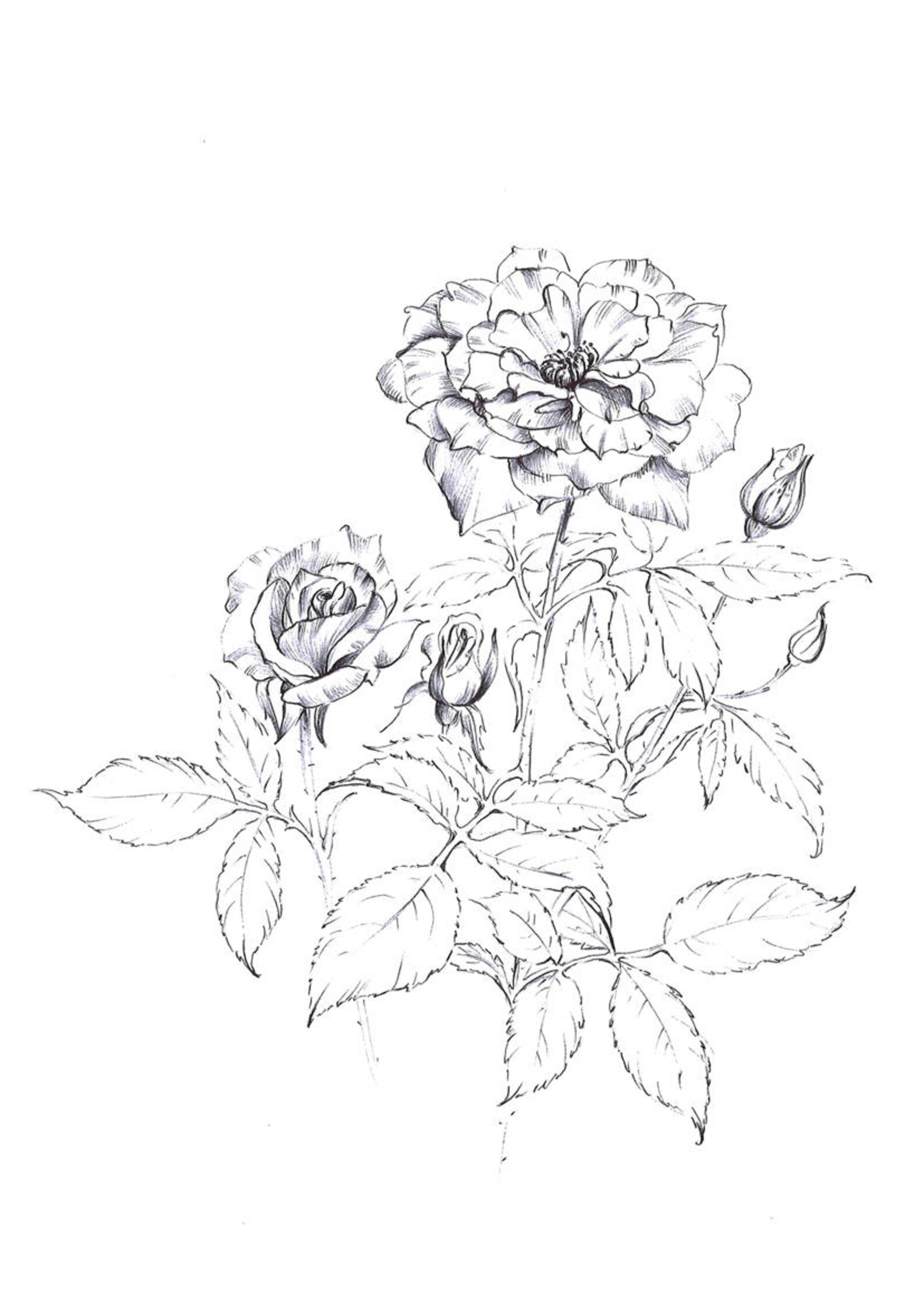 Rose Art Sketch June birth flower coloring page clipart | Etsy