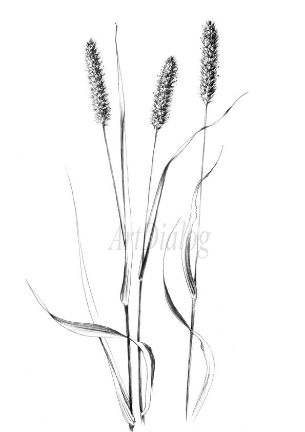 Set 4 spikelet sketch Botanical Art Print Hygge digital | Etsy