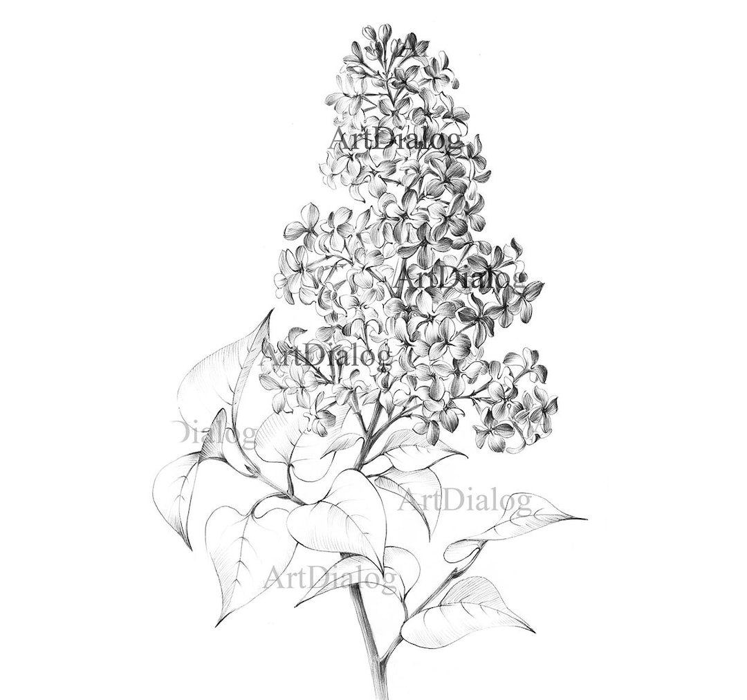 Lilac Flower Sketch Botanical Print Digital File Jpeg Hygge Art Print A1 Large Line