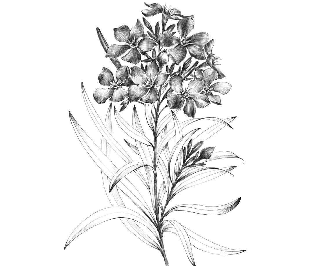 Oleander Sketch, Botanical Print, Digital File, JPEG, Hygge Print, A1 ...