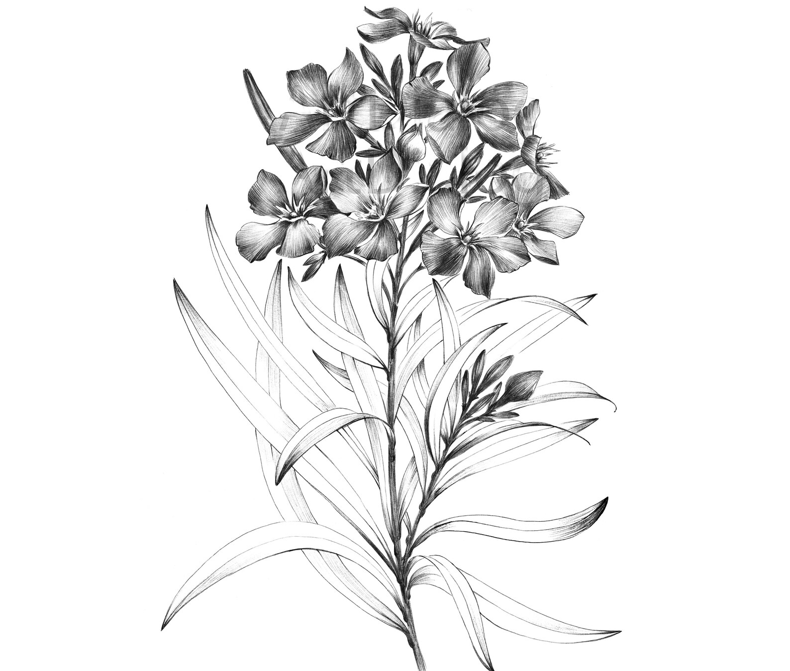 Oleander Sketch, Botanical Print, Digital File, JPEG, Hygge Print, A1 ...