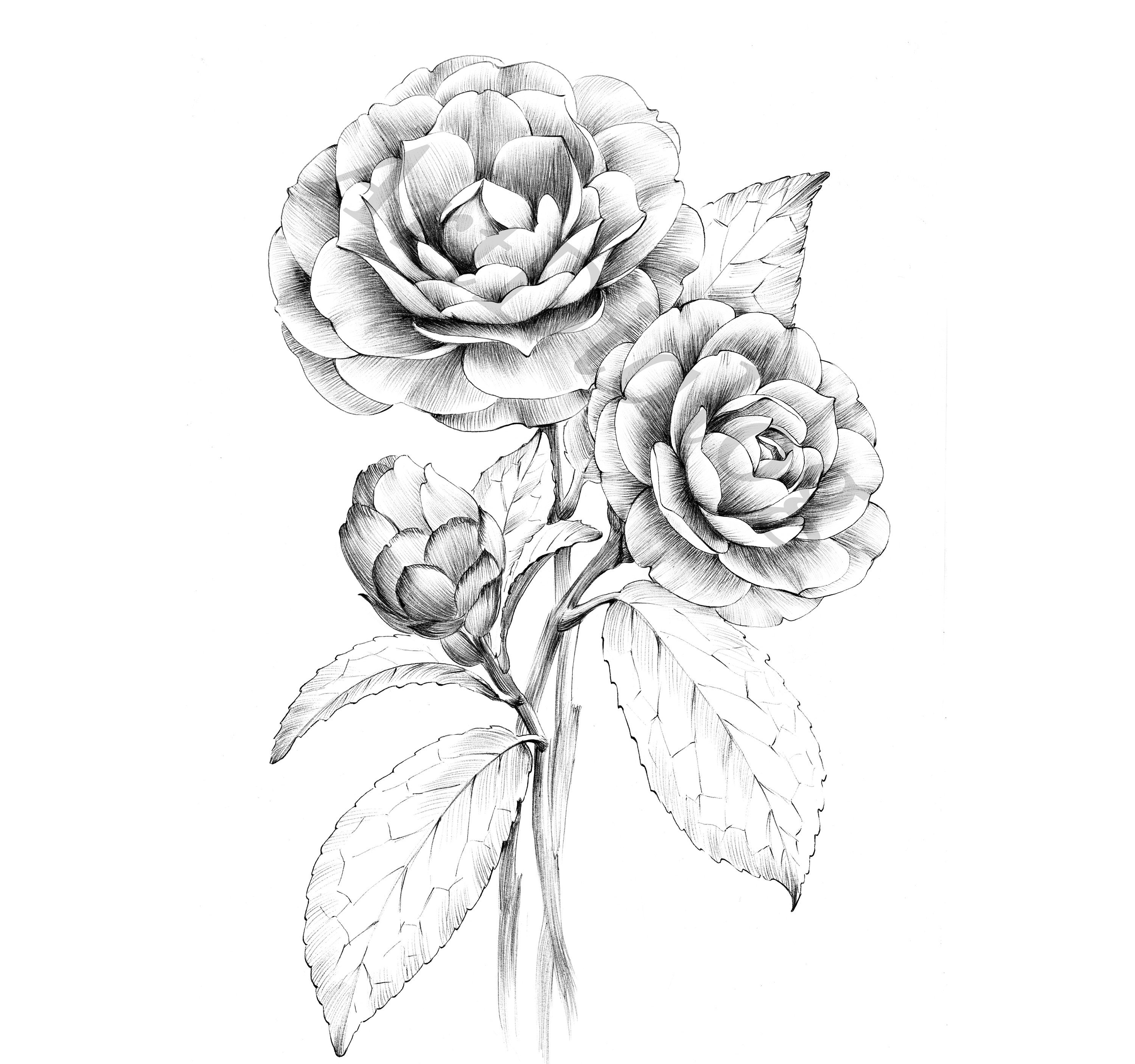 Camellia Flower Drawing
