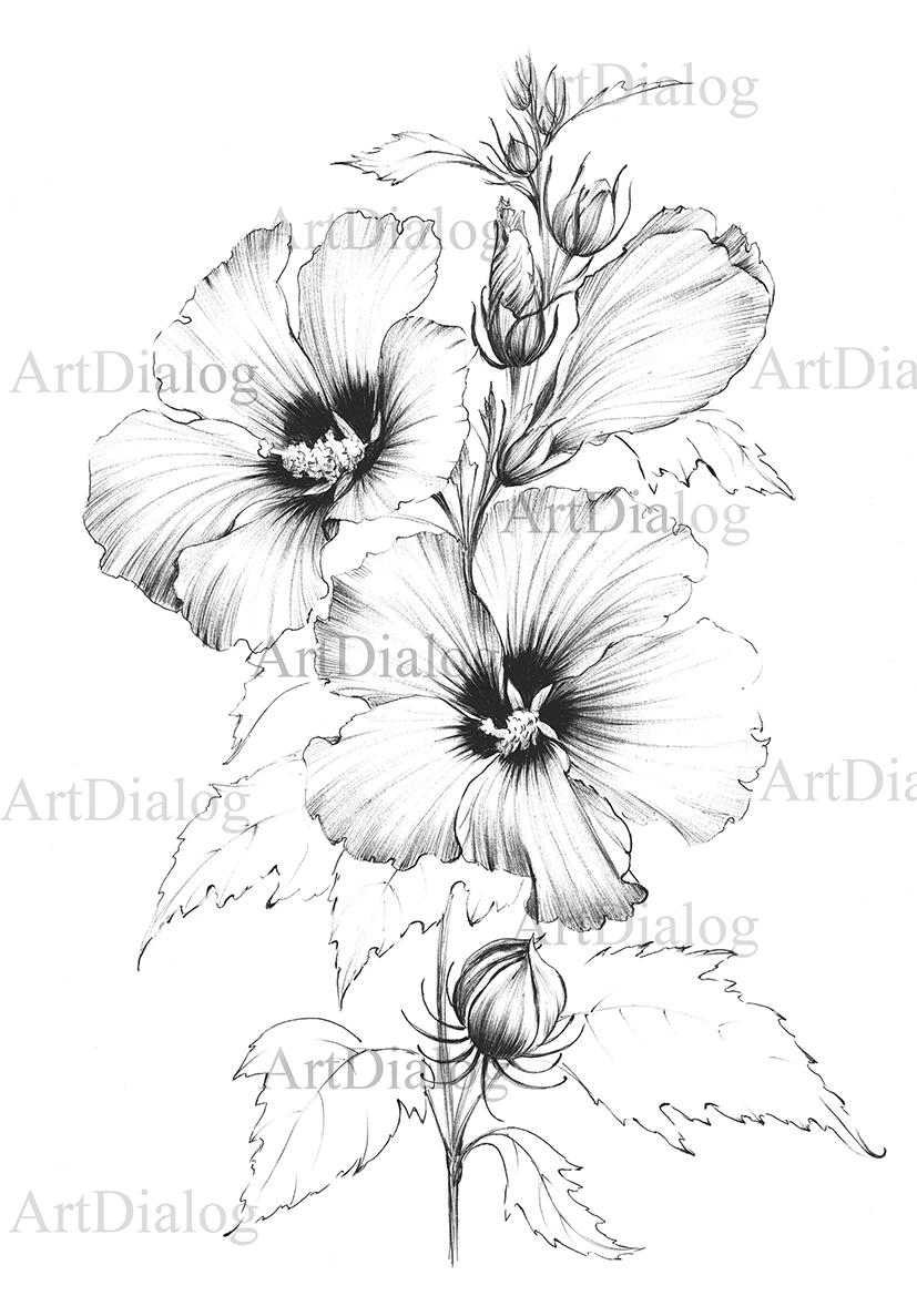 Hibiscus Flower Pencil Drawing