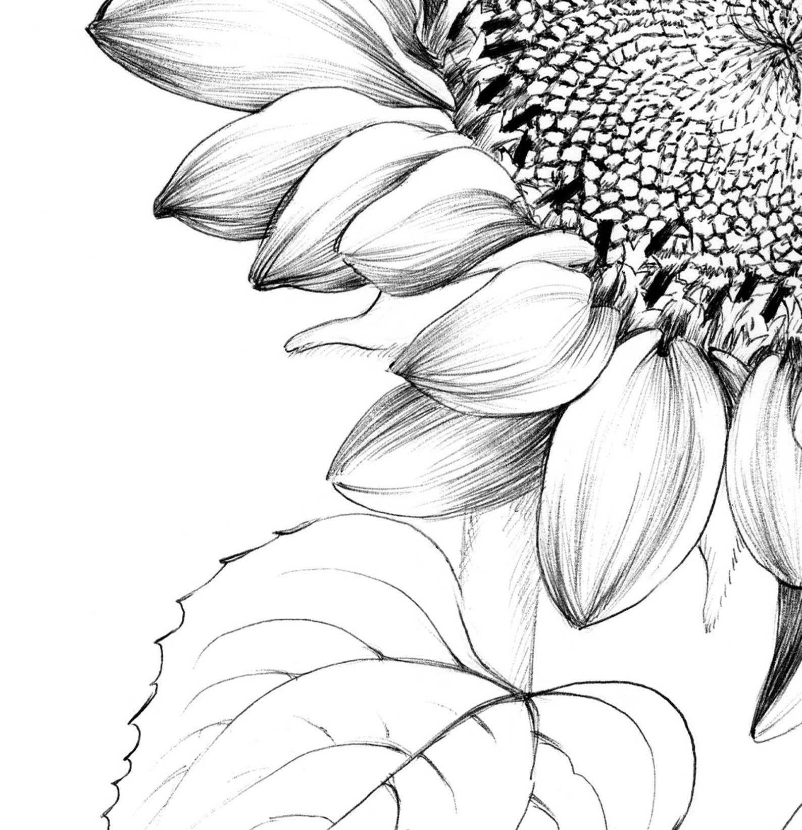 Sunflower Sketch, Botanical Print, Digital File, JPEG, Hygge, Ukraine ...