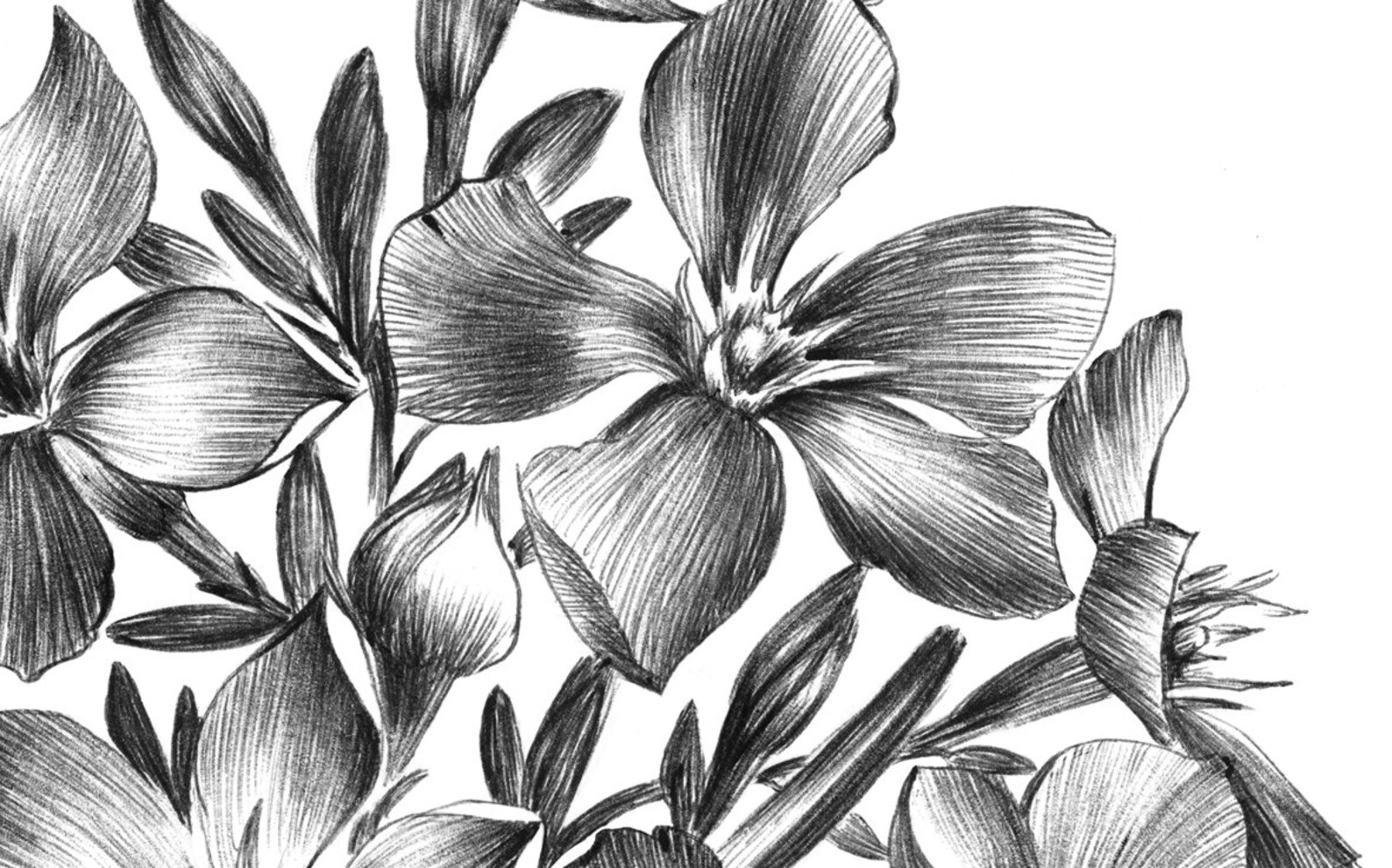 Oleander Sketch, Botanical Print, Digital File, JPEG, Hygge Print, A1 ...
