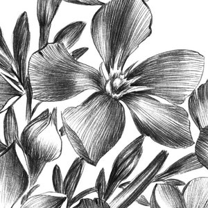Oleander Sketch, Botanical Print, Digital File, JPEG, Hygge Print, A1 ...