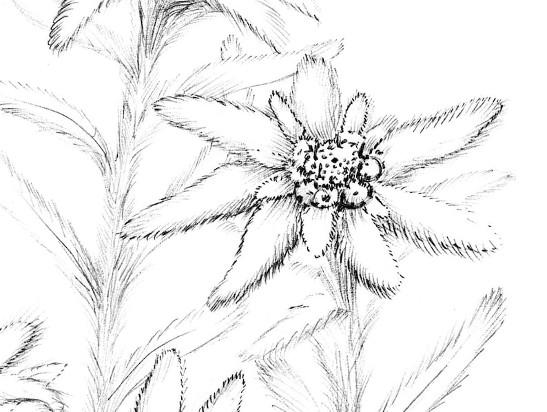 Edelweiss Sketch Botanical Print Digital File JPEG Hygge - Etsy