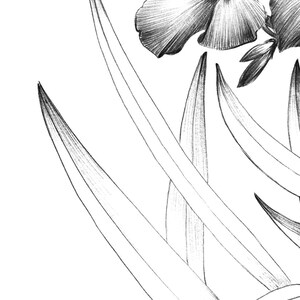 Oleander Sketch, Botanical Print, Digital File, JPEG, Hygge Print, A1 ...