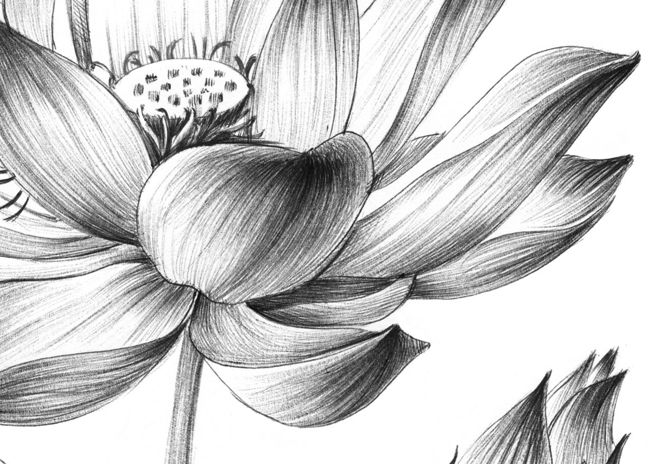 Lotus Sketch Botanical Print Digital File JPEG Hygge Art - Etsy
