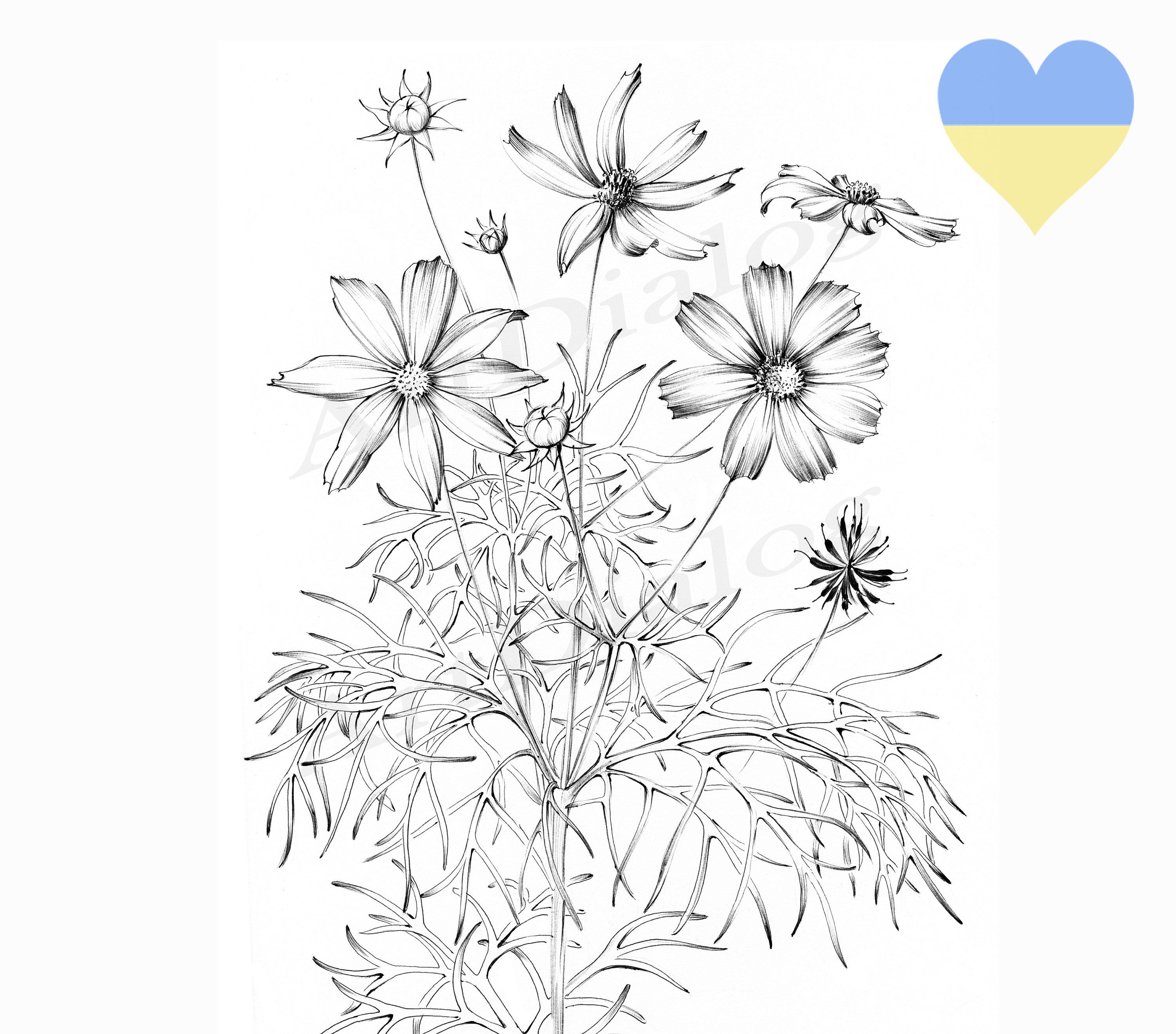 Cosmos Flower Sketch October Birth Flower Large Print A 1 - Etsy