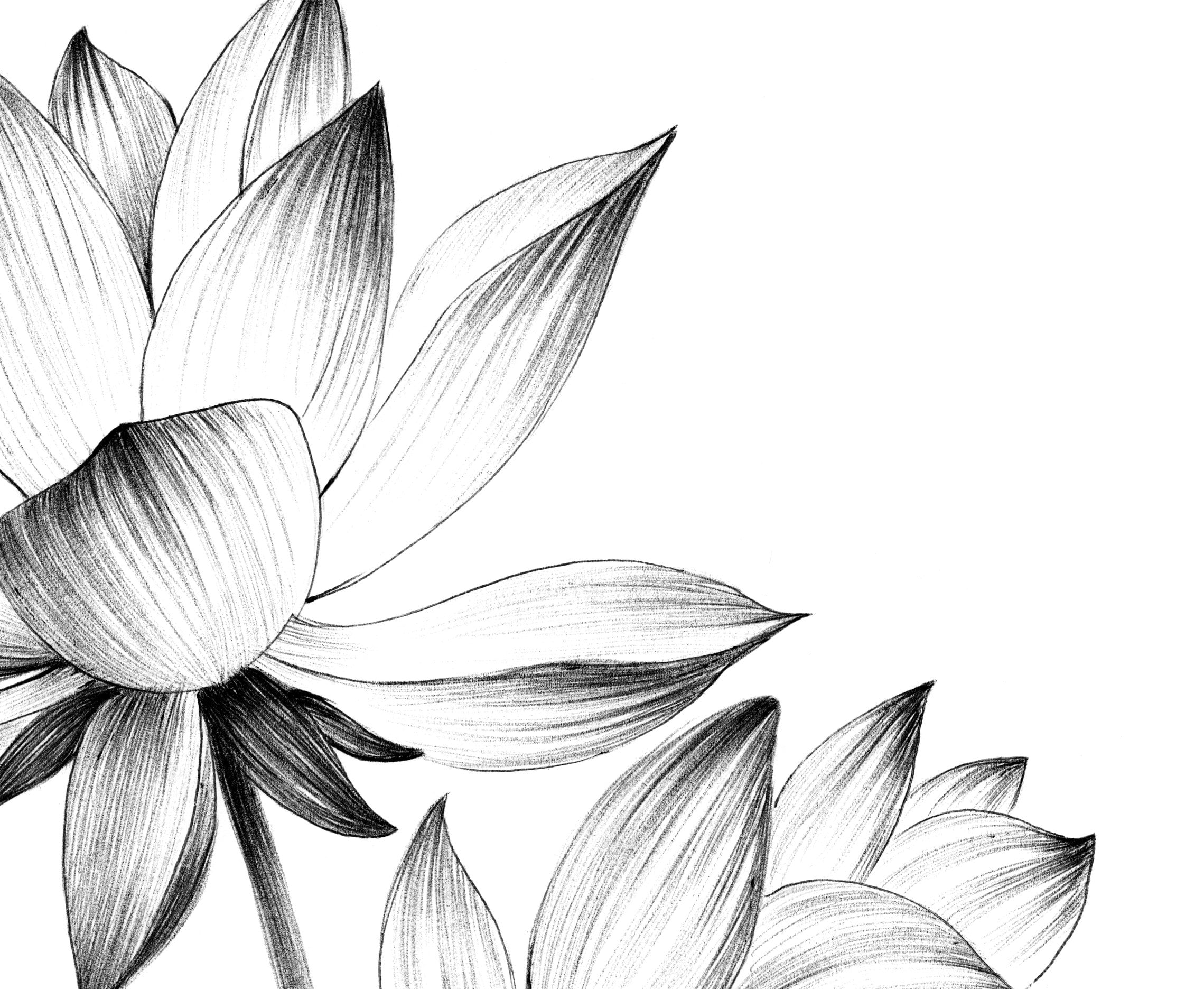 Lotus Sketch Botanical Print Digital File JPEG Hygge Art - Etsy